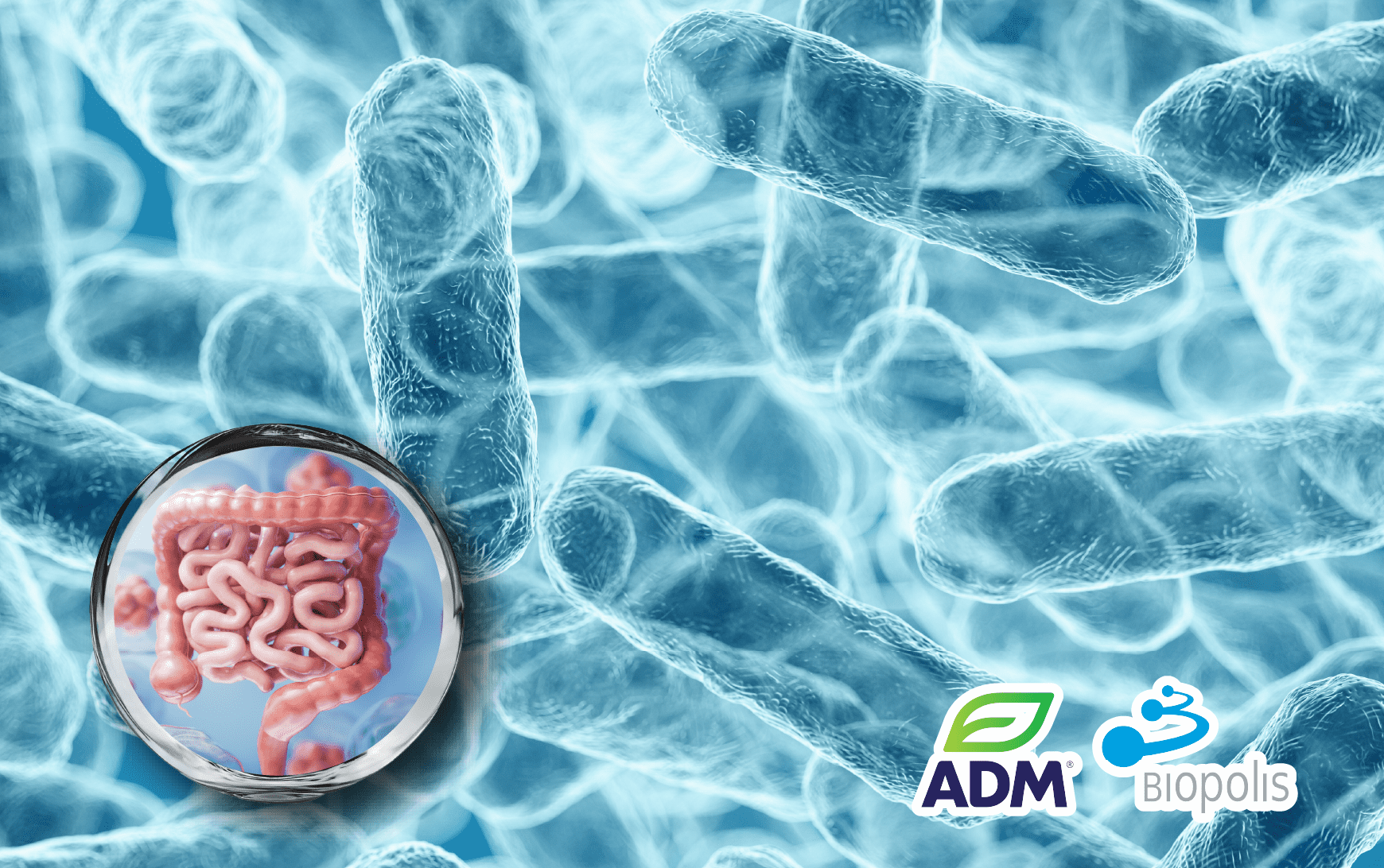 ADM Biopolis｜益生菌 CECT7347 ｜臨床支持益生菌株