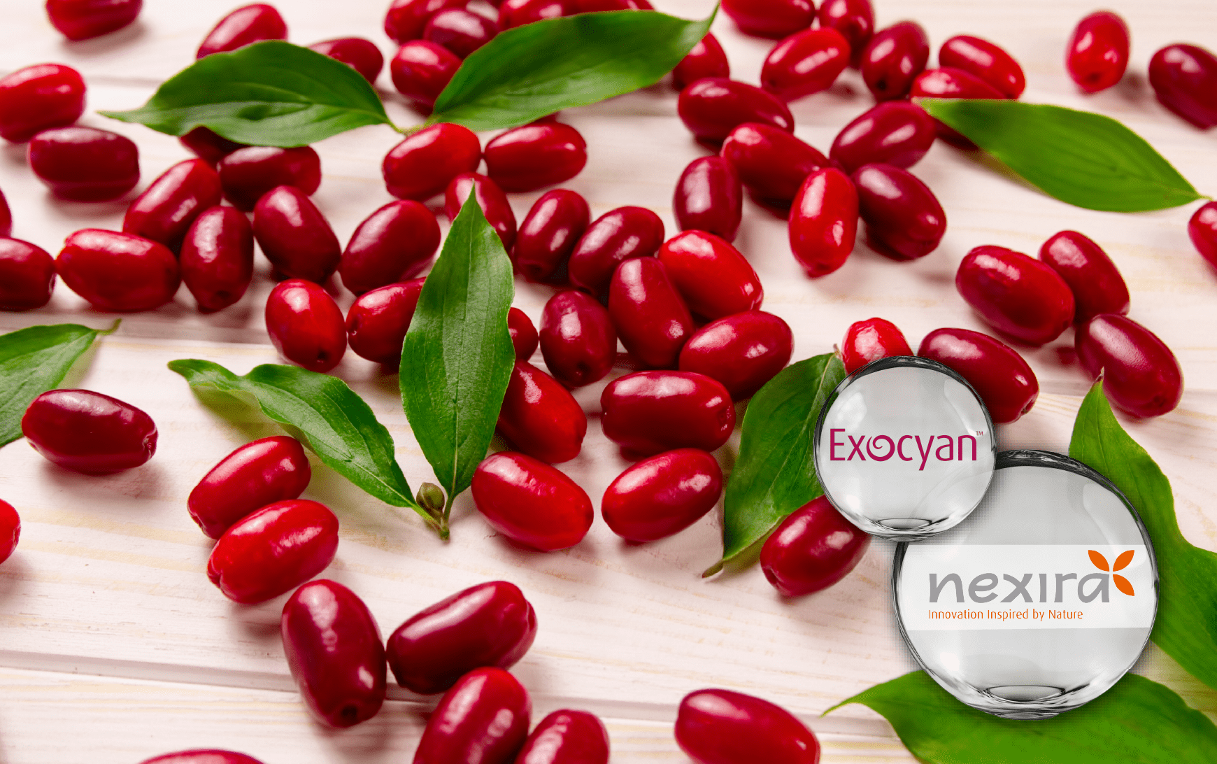 Nexira｜Exocyan™ 蔓越莓萃取｜標準化A型 PACs・女性健康支持