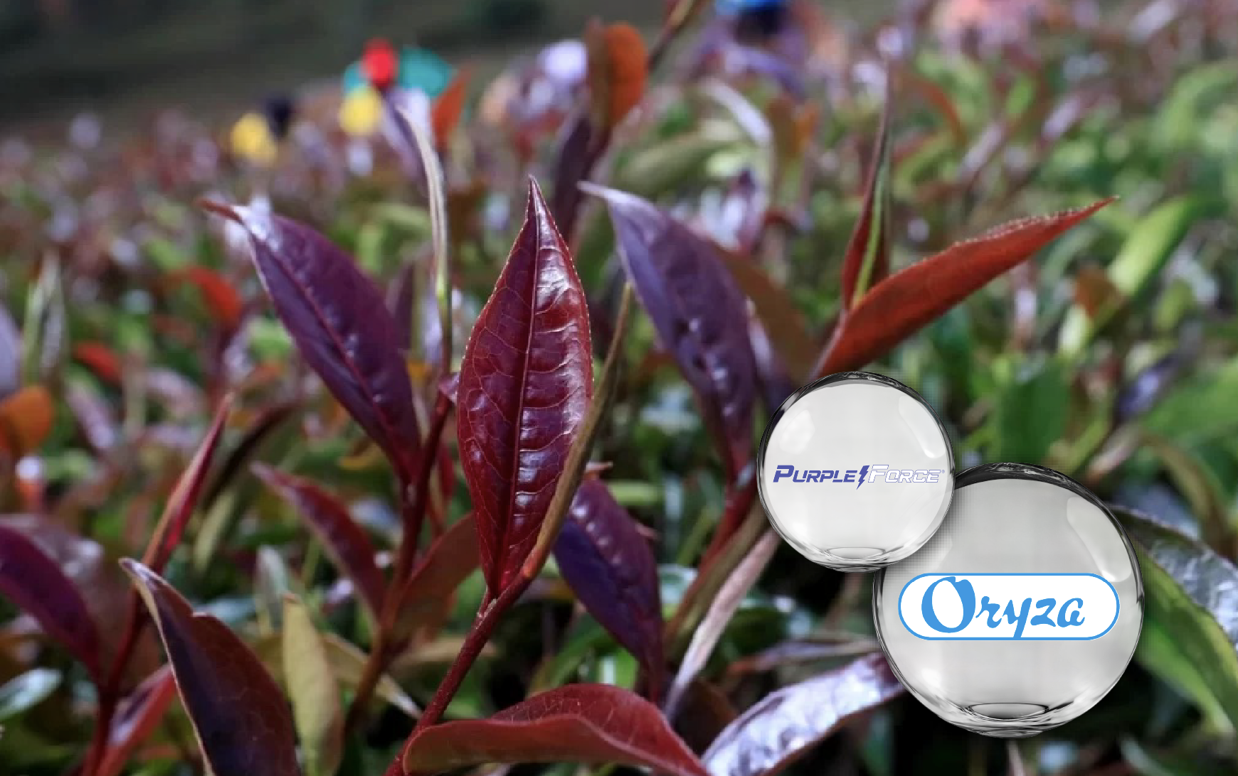 Oryza | PurpleForce® Purple Tea Extract | GHG Polyphenols